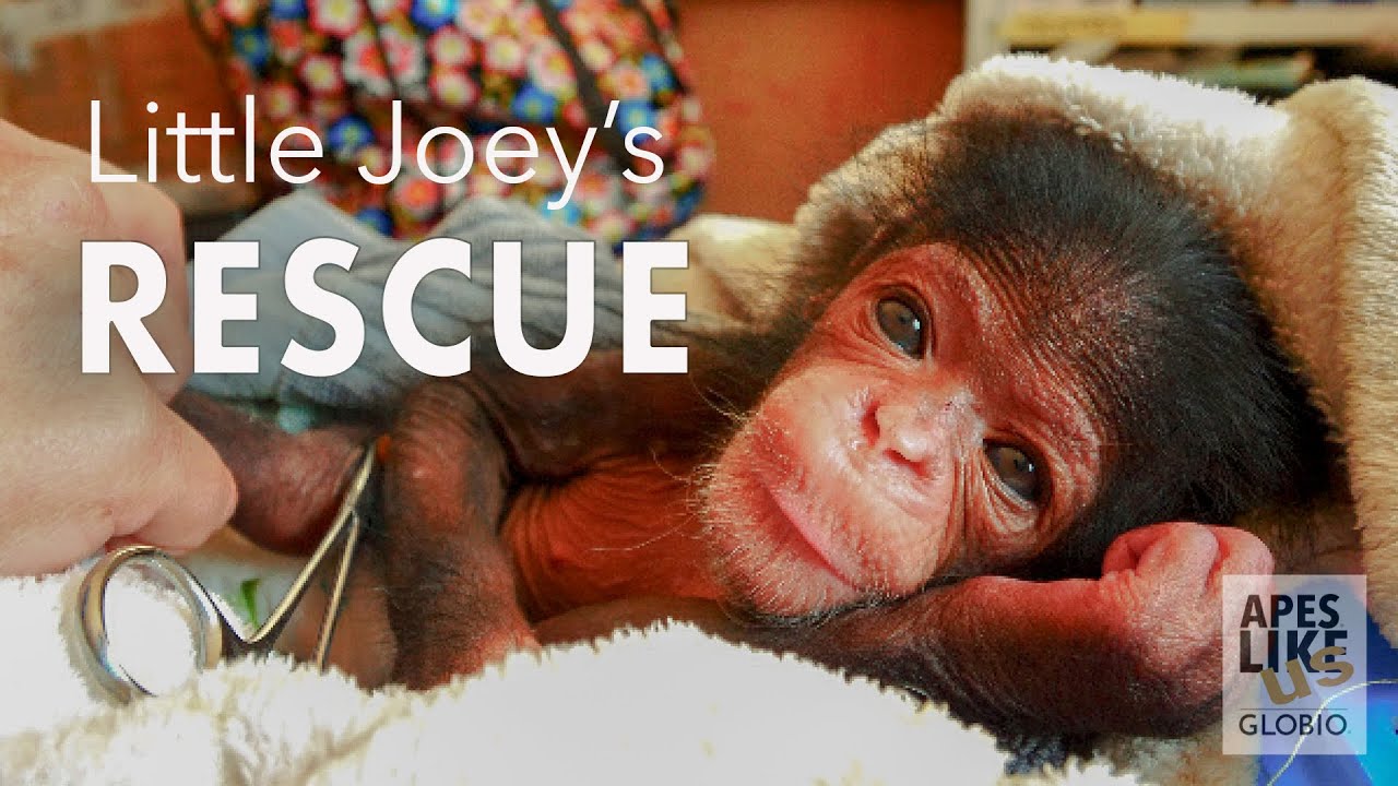 Chimp Little Joey's RESCUE - YouTube
