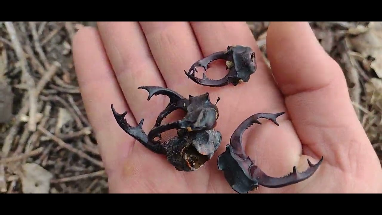 Remains of a stag beetle - YouTube