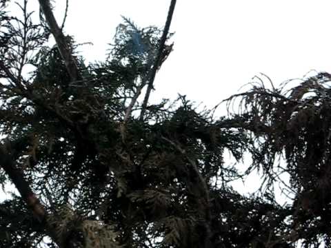 Burning tree limb on powerline. - YouTube