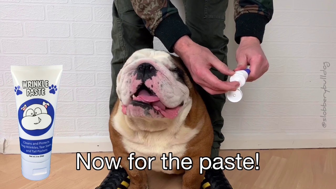 Squishface Wrinkle Paste How to Apply Video with @SlobberyBulldog - YouTube