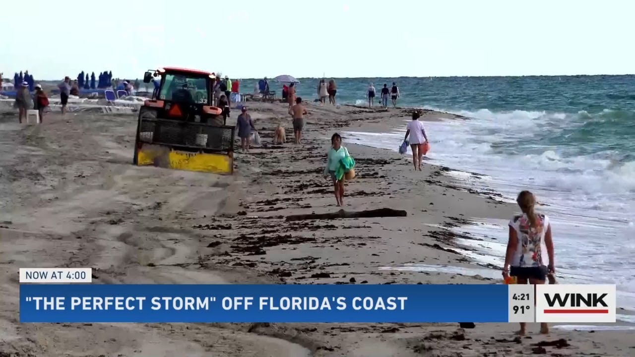 'Perfect pathogen storm' could harm people along Florida beaches - YouTube