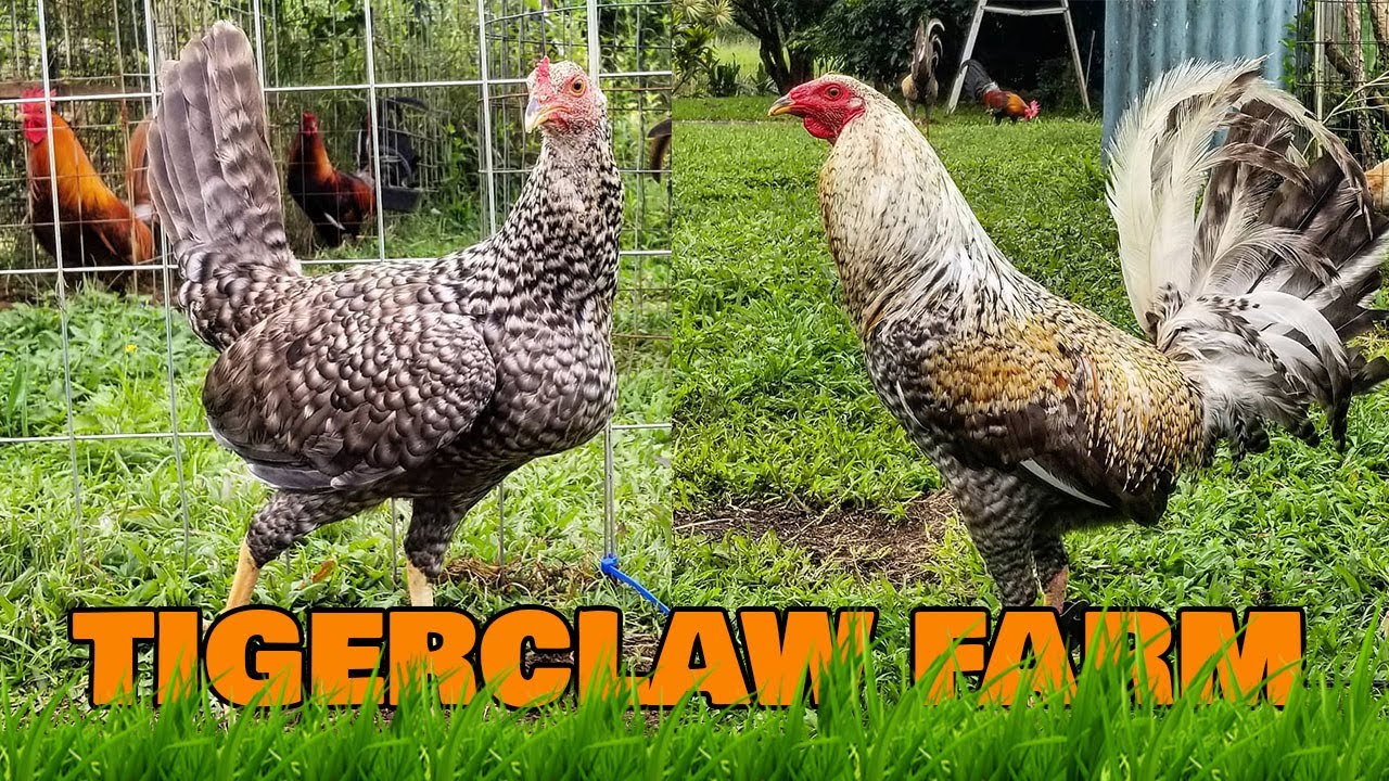 Nice Quality Gold Roundhead Pumpkin Hulsey Bulik | TIGERCLAW FARM - YouTube