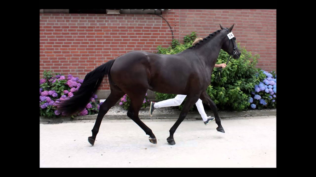 KWPN Limburg stamboekkeuring wanssum dressuurpaarden - YouTube