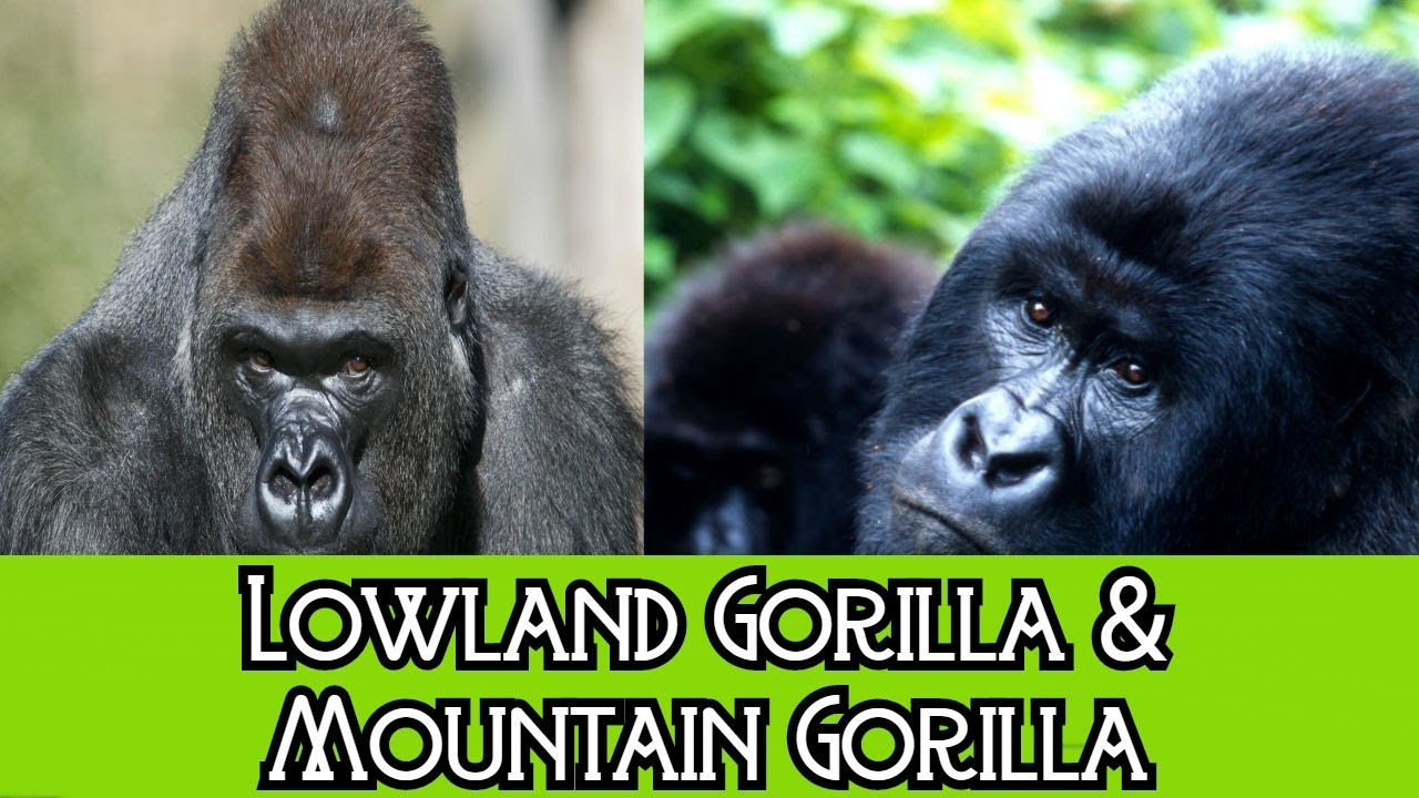 Lowland Gorilla & Mountain Gorilla - The Differences - YouTube
