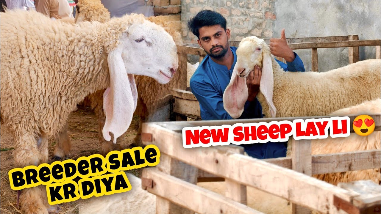 Desi Breeder Sale kr diya | Kajli Sheep Lay Li 😍 - YouTube