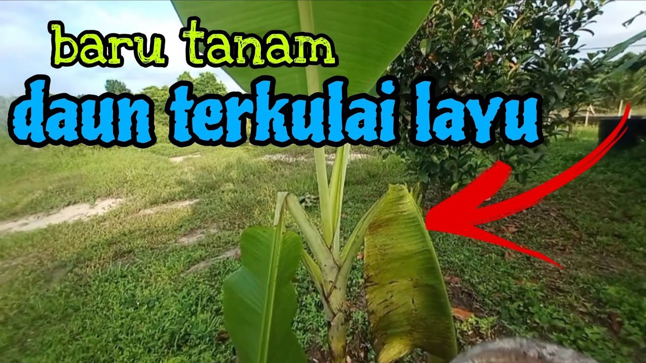 [Episod1322] daun terkulai layu, tapi masih hidup - YouTube