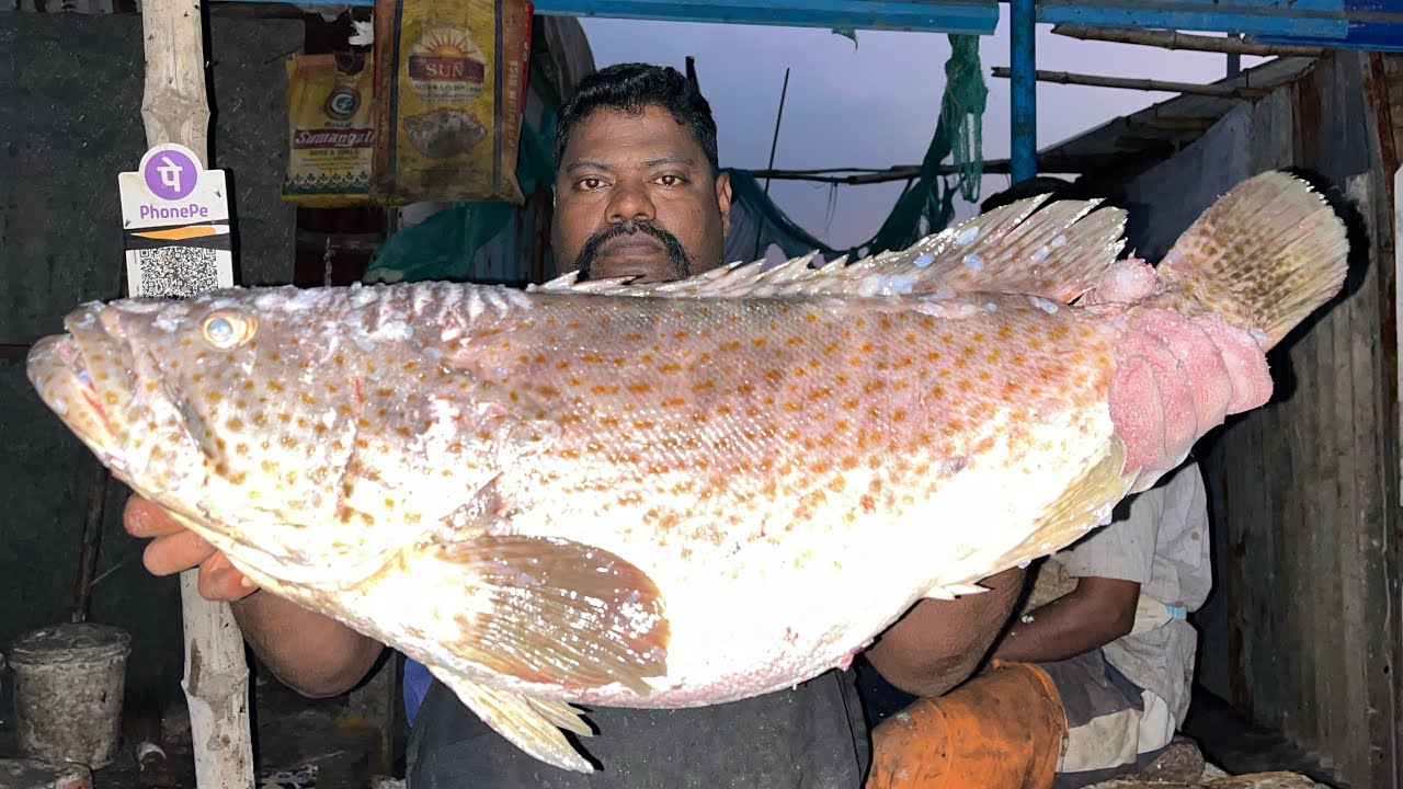 EXPORT FISH 😋 KALAVAN FANTASTIC CUTTING BY SPEED SELVAM ⚔️🔥 - YouTube