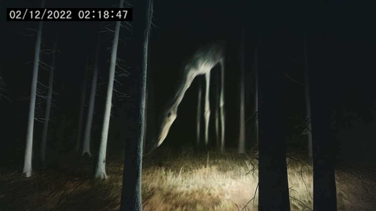 Creepiest Wildlife and Cryptic Encounters Captured on Camera! (Part 2 ...