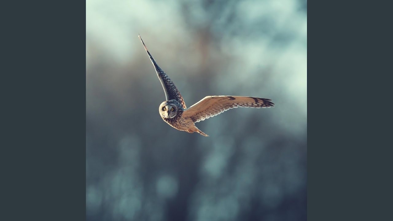 1 Hour of Happy Birds Singing (Calming Birdsongs) SOUNDS OF NATURE ...