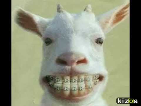 Top 10 des images les plus marrantes du net - YouTube