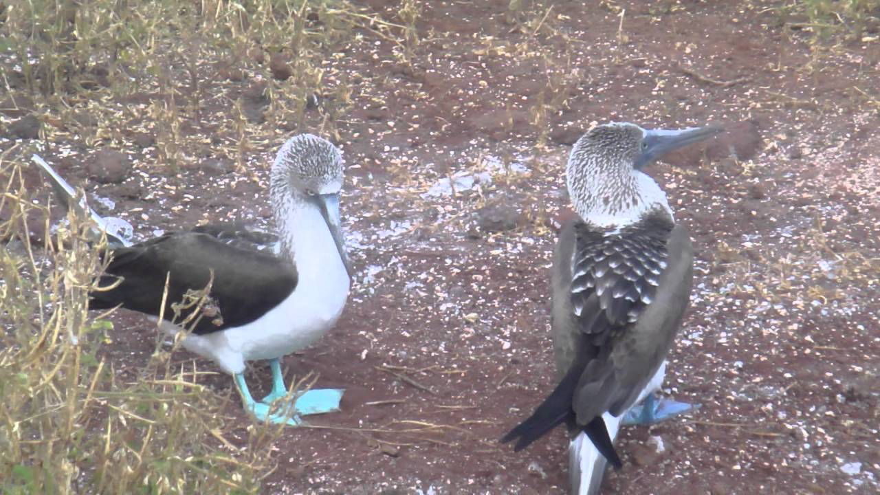 Blue Footed Booby Mating Call - YouTube