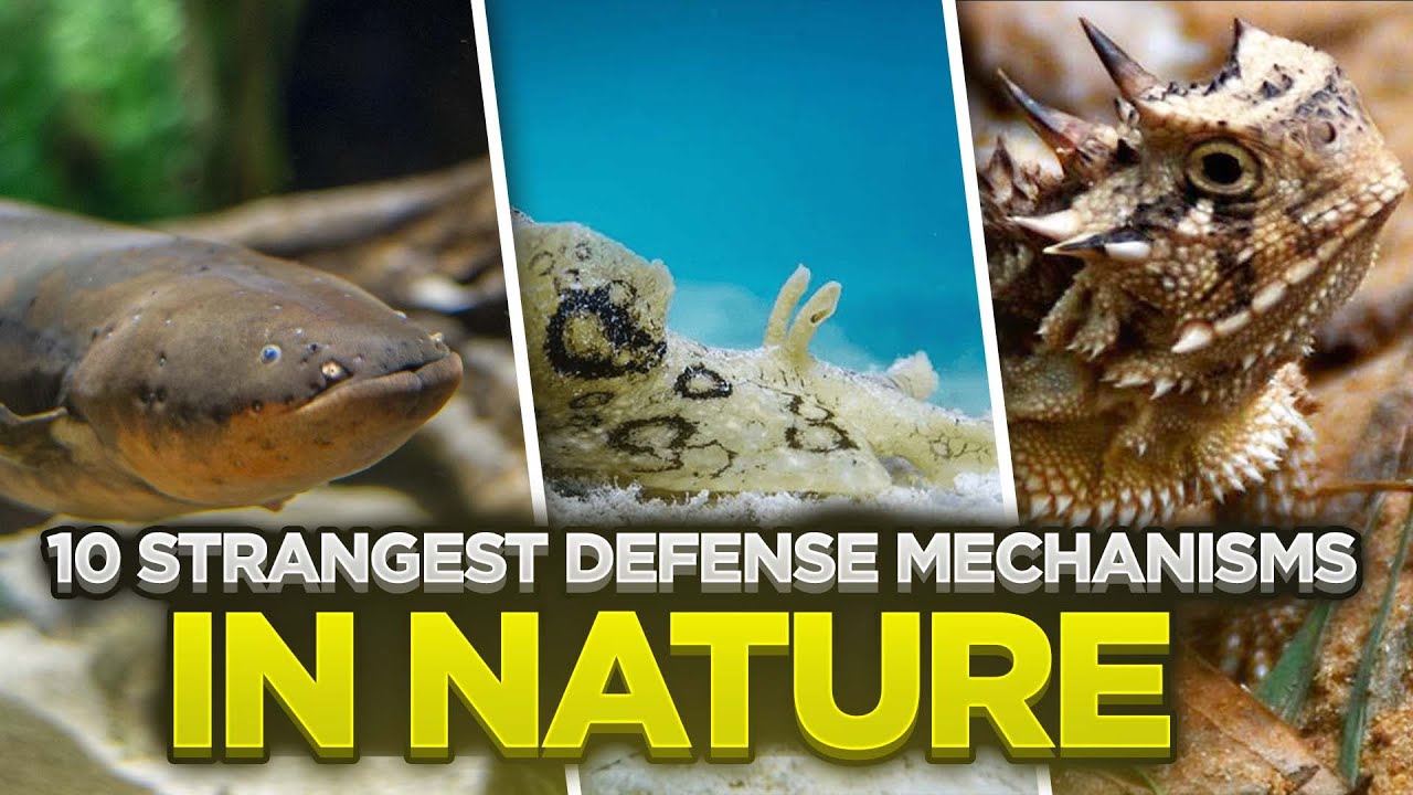 10 Strangest Defense Mechanisms In Nature | You Won't Believe - YouTube