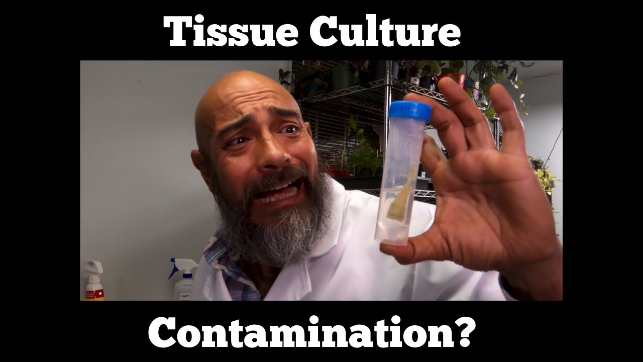 How to Clean a Contaminated Tissue Culture Plant - YouTube