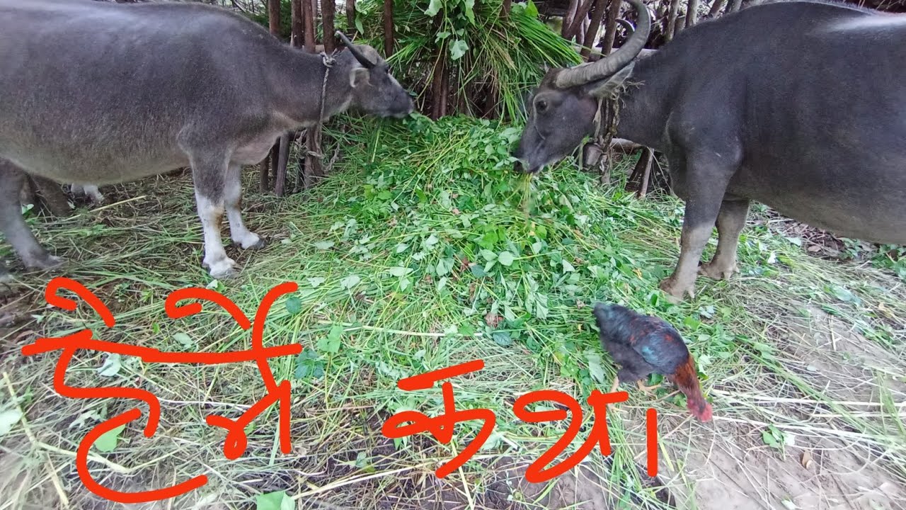 दाजुको वास्तविक जीवनशैली कर्म प्रधान #buffalo #pahadi #explorenepal # ...