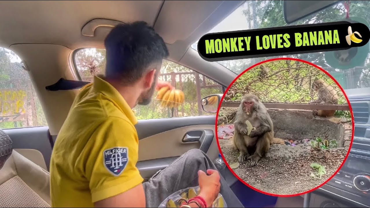 Why Monkey Loves Banana?🤔 - YouTube