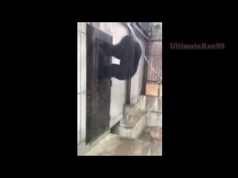 Monkey Door Meme - YouTube
