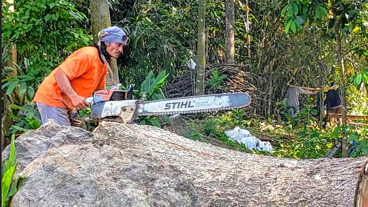Chainsaw sejuta umat..!! STIHLMS070 membelah kayu trembesi - YouTube