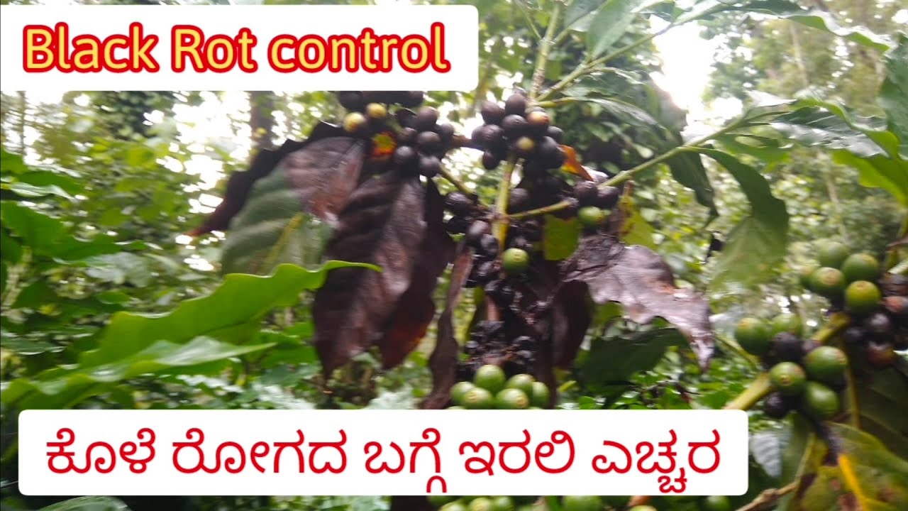 Coffee plant Block Rot | black rot | Bordeaux mixture spray | ಕೊಳೆ ರೋಗದ ...