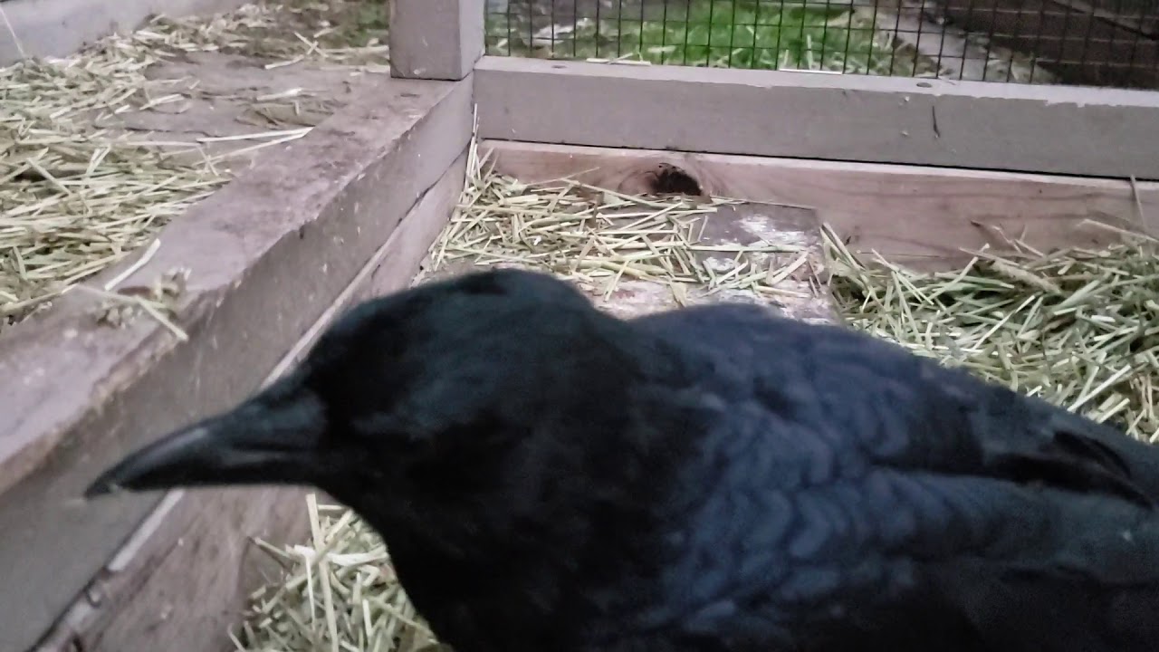 Crumb the Crow - YouTube