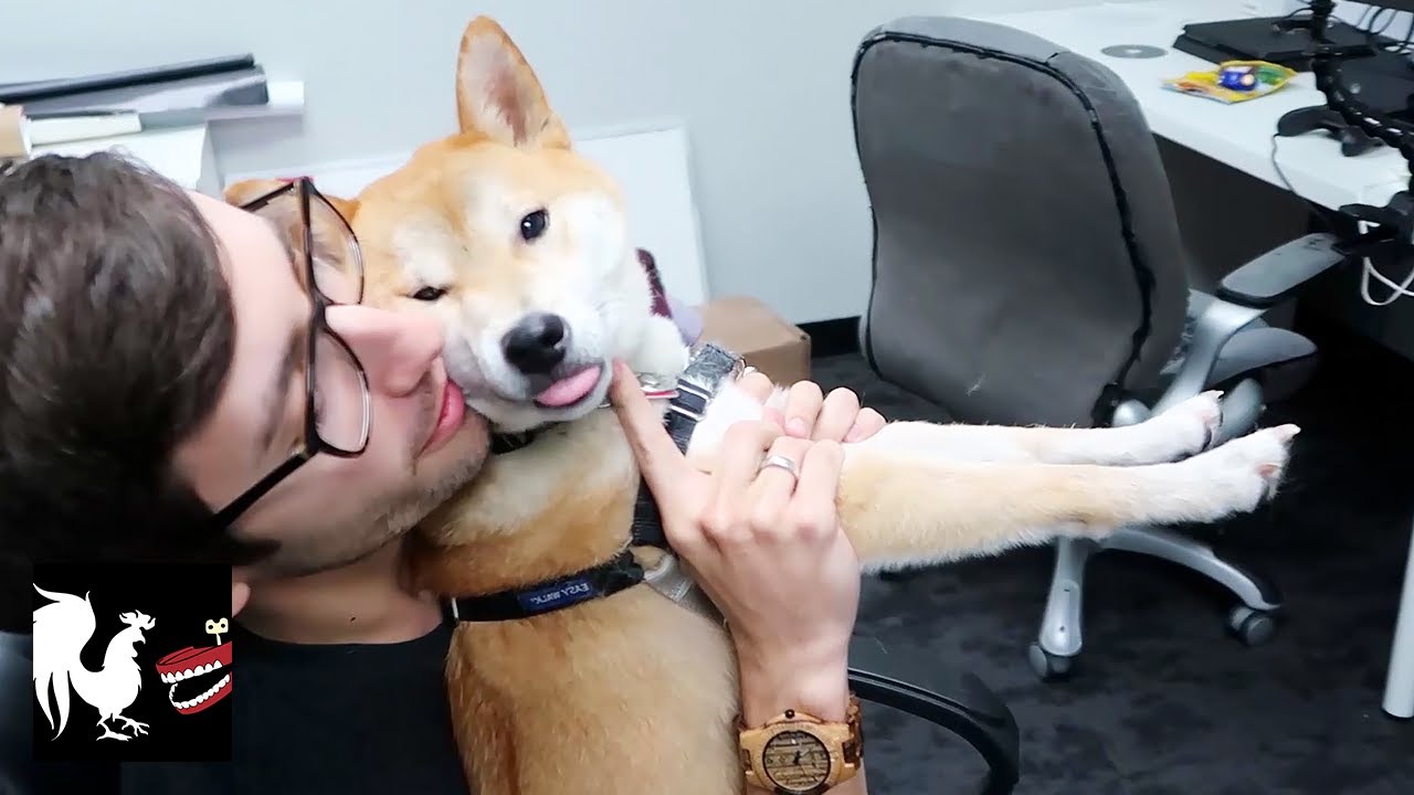 RT Life - Pets Play Mario Kart - YouTube