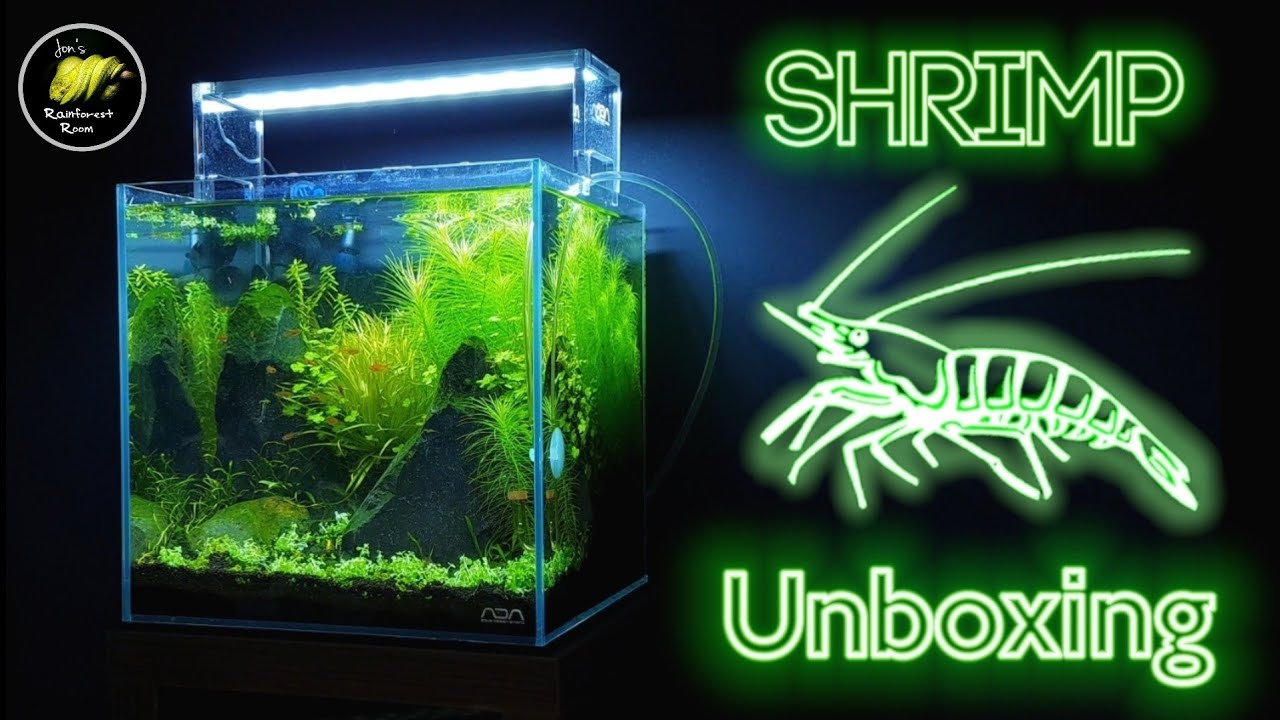 Adding Green Jade Shrimp & Amano Shrimp To The ADA 30C Cube Aquascape ...
