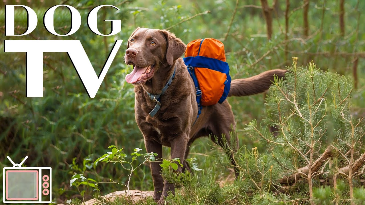 Dog TV Video: Entertaining Virtual Forest Walks with Calming Music for ...