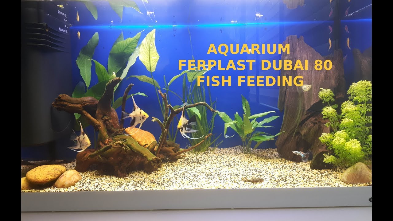 Ferplast Dubai 80 aquarium ( Tank ) - Angelfish feeding - YouTube