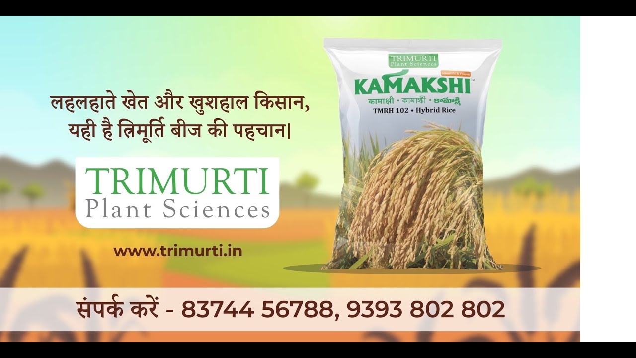 Kamakshi TMRH 102 Hybrid Rice त्रिमूर्ति कामाक्षी हाइब्रिड धान - YouTube