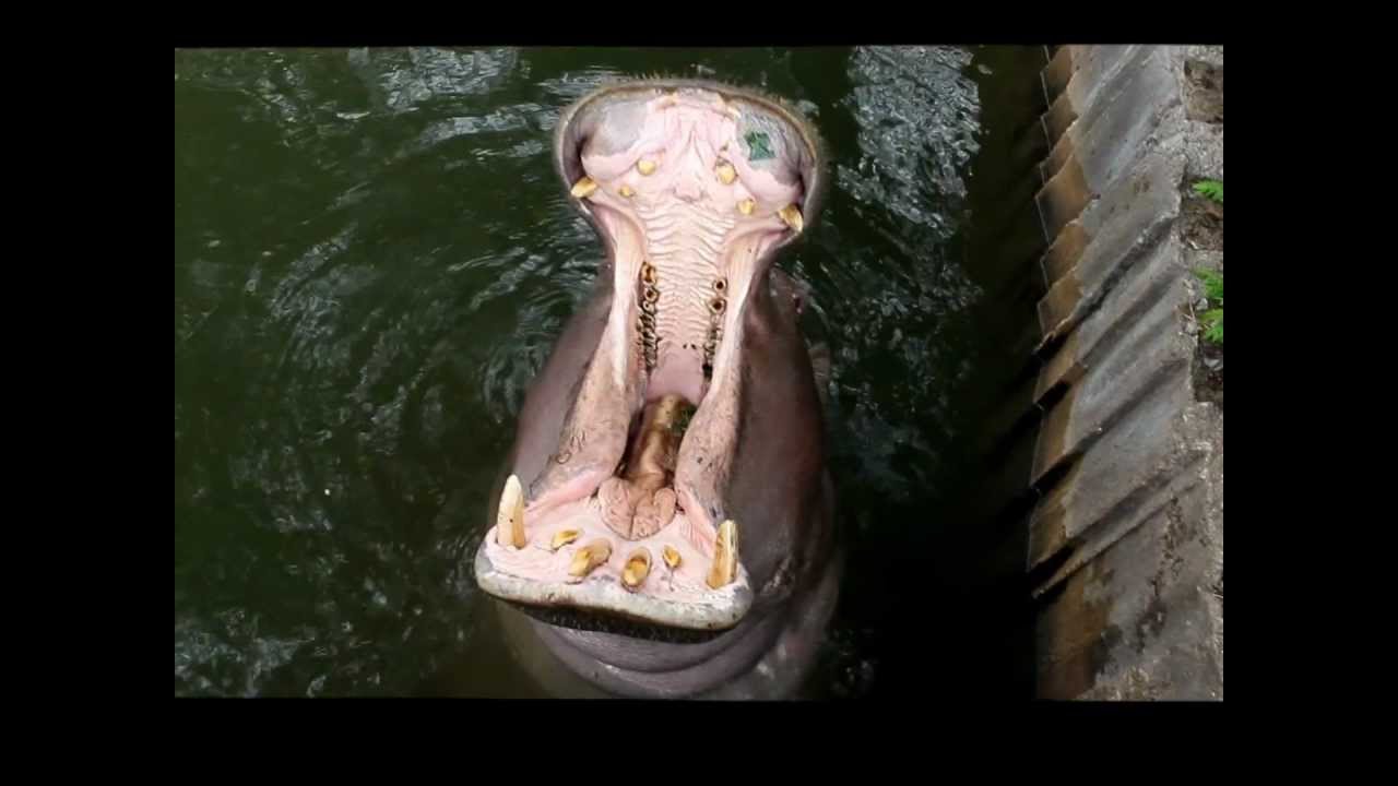 Hippo - YouTube