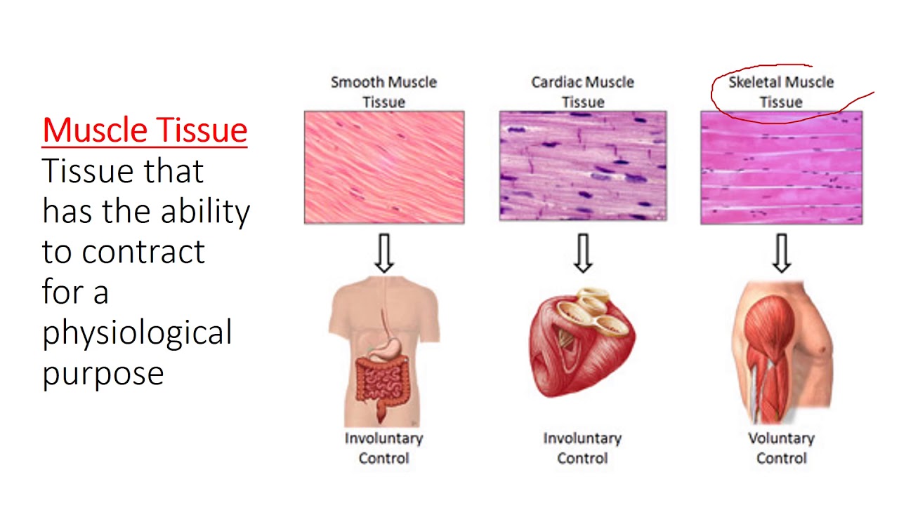 Body Tissues YouTube body-tissues-youtube