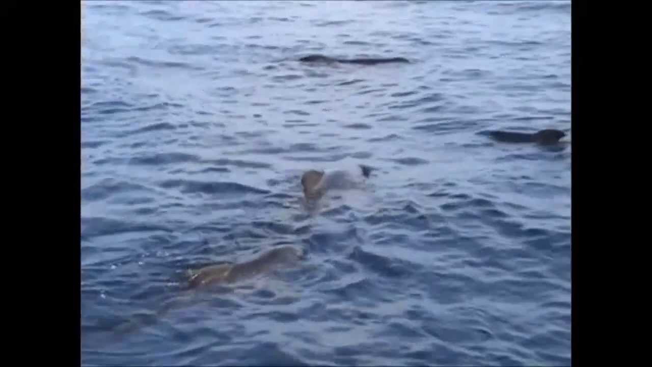 BALENE DELFINI E AFFINI A GENOVA! by LANTERNA FISHING - YouTube