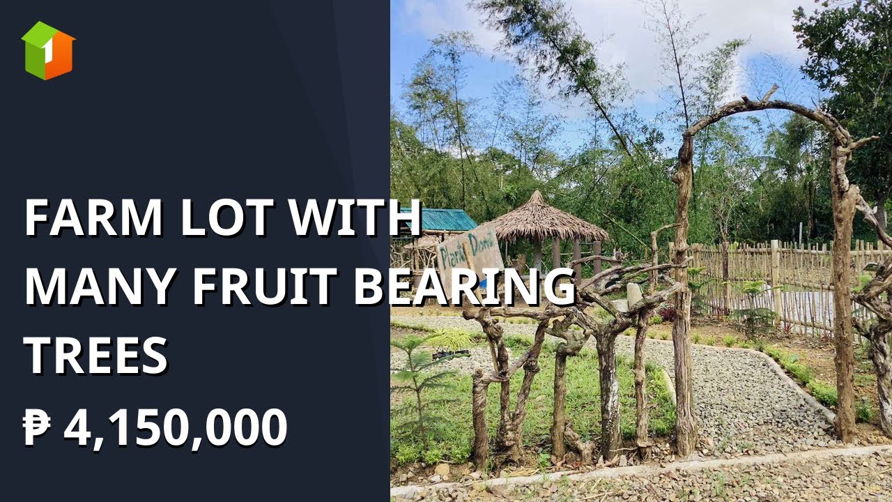 FARM LOT WITH MANY FRUIT BEARING TREES - YouTube
