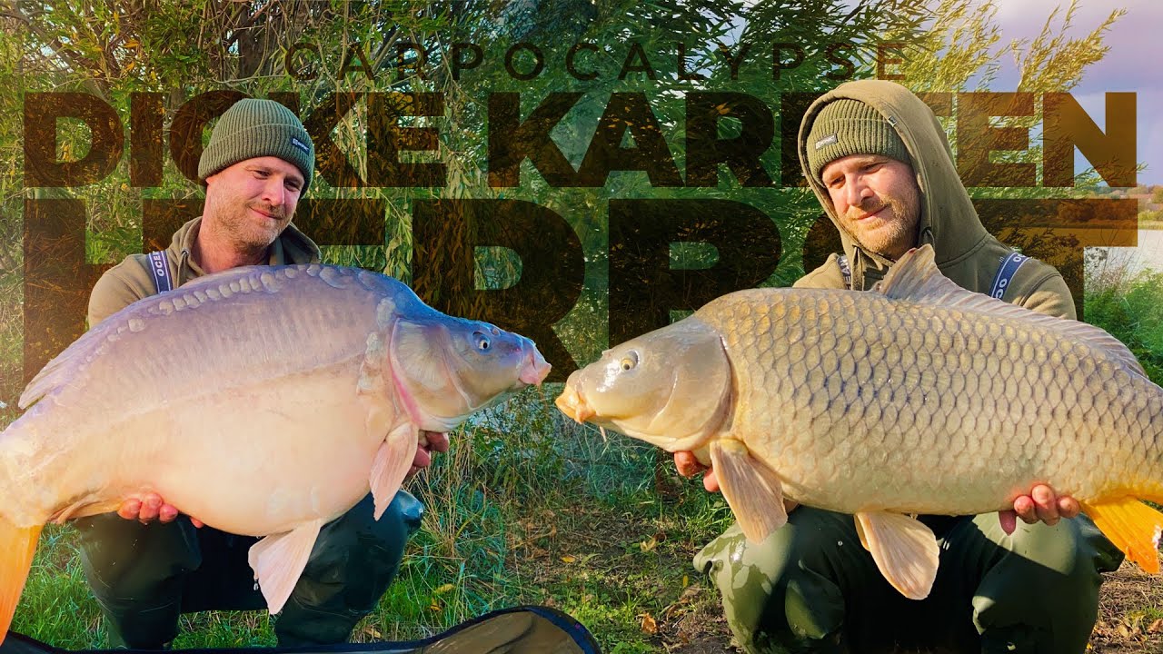 DICKE HERBST-KARPFEN: Wenn der Köder ballert - YouTube