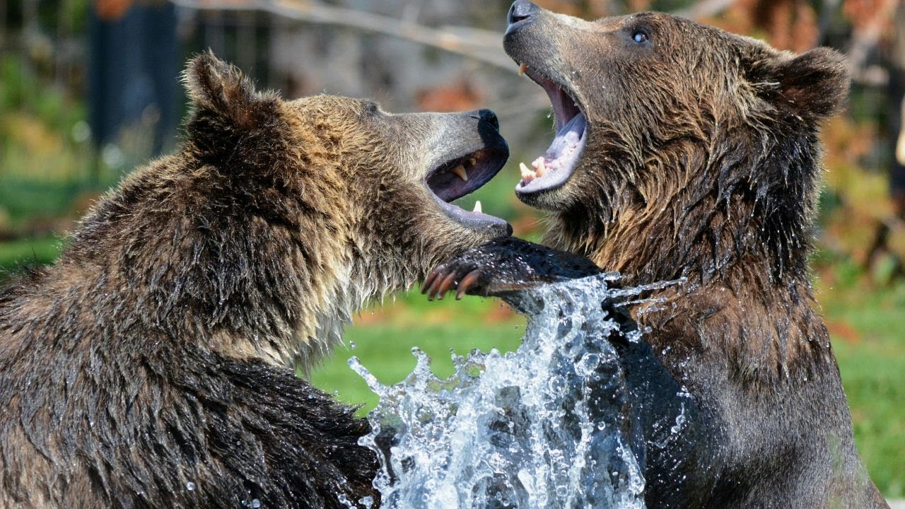 Playful Bears Having Fun | Relaxing Animal Video | Dreamland ...