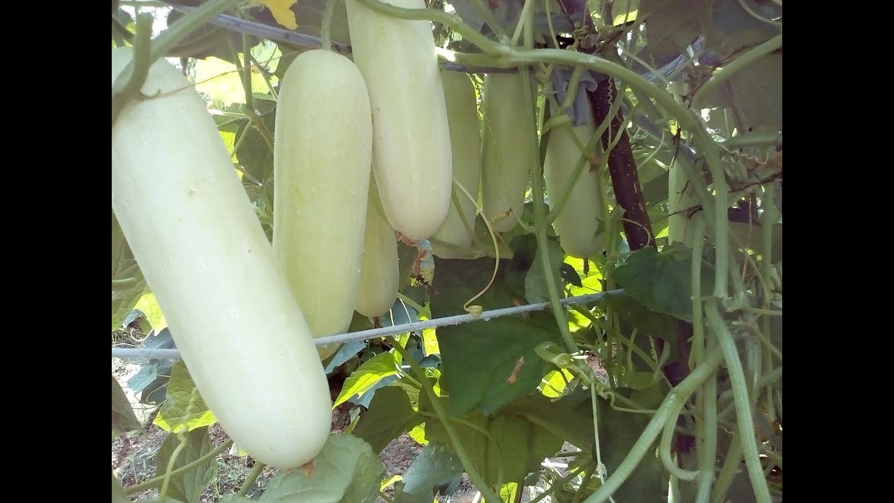 cucumber Cultivation in sinhala pipincha wagawa පිපිඤ්ඤා වගාව Home ...