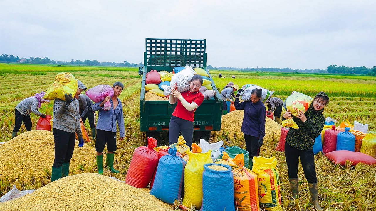 TIMELAPSE — Use Truck to Transport Thousands of Rice Husk Bags for ...