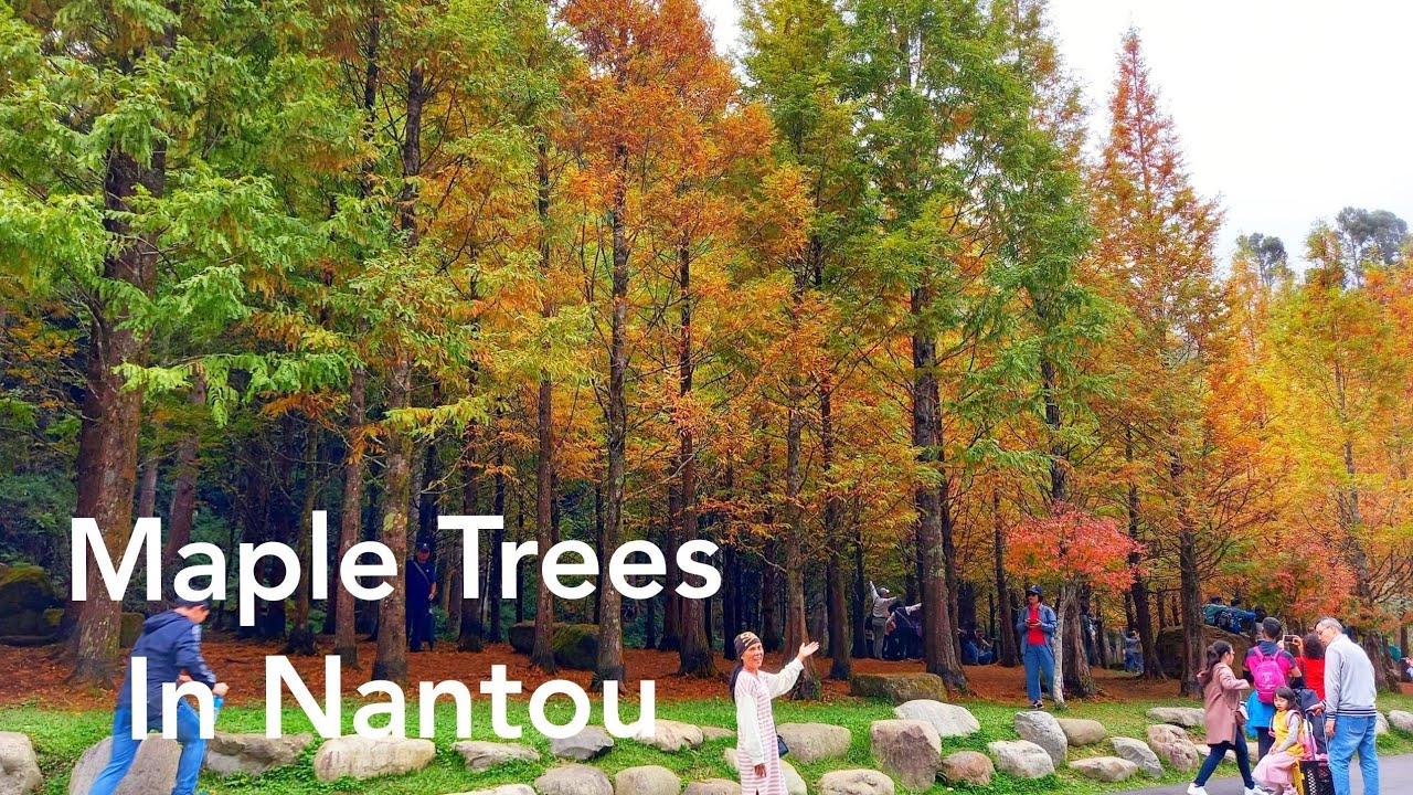 Maple Trees in Nantou .....TAIWAN TRAVEL VLOG.....😘 - YouTube