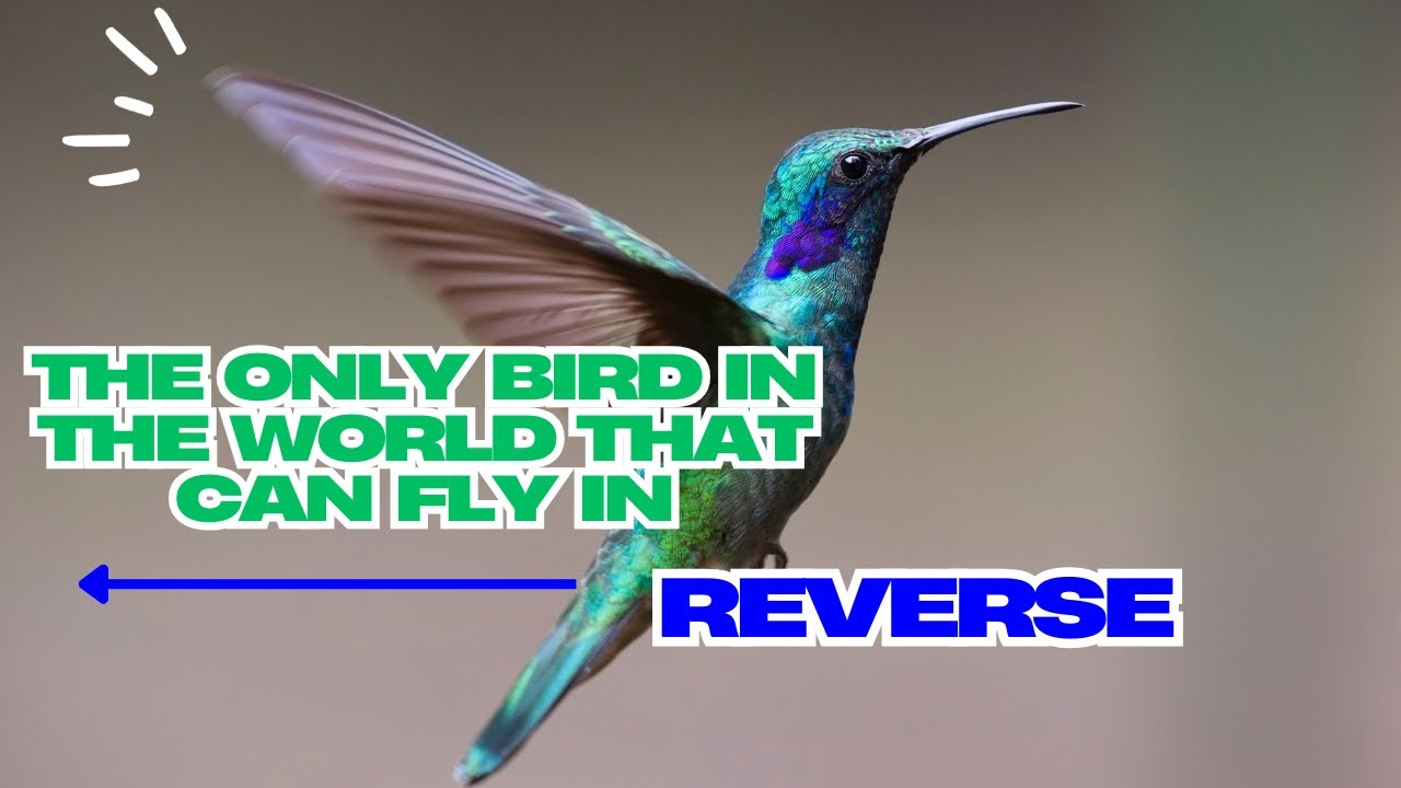 The Only Bird That Flies Backwards 🐦 - YouTube