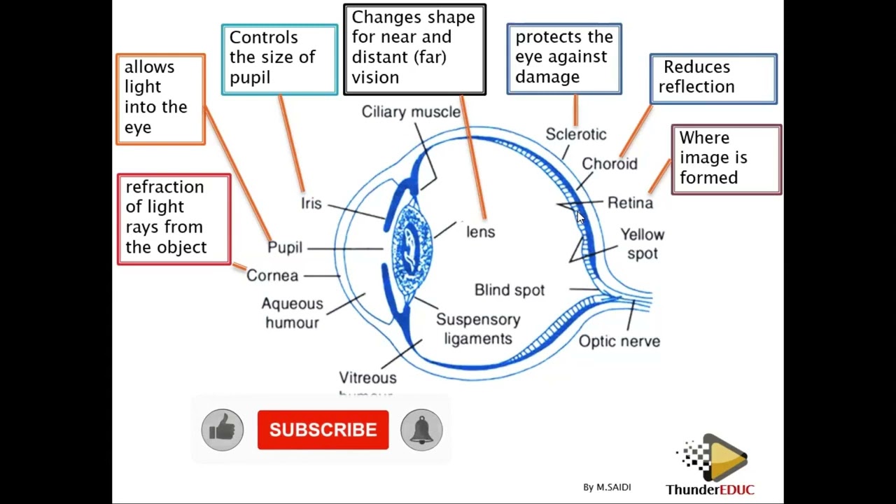 Life Sciences Grade12 THE HUMAN EYE Structure And Function ThunderEDUC life-sciences-grade12-the-human-eye-structure-and-function-thundereduc