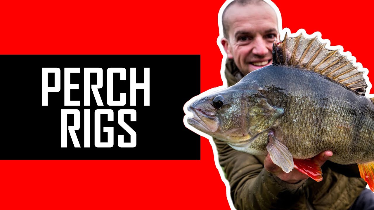 RIGS for 3 lb. MONSTER PERCH | Part 1 | 100 BIG PERCH CHALLENGE - YouTube