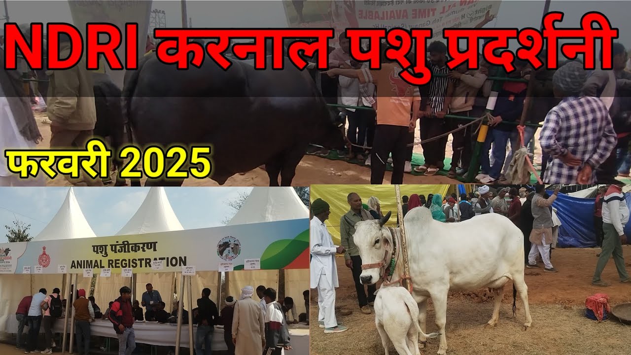 NDRI ,Karnal Dairy & Agriculture expo 2025 all details. NDRI करनाल में ...