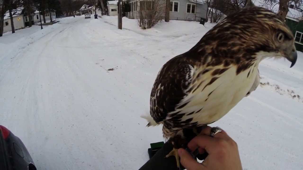 Falconry-Hunting rabbits after work - YouTube
