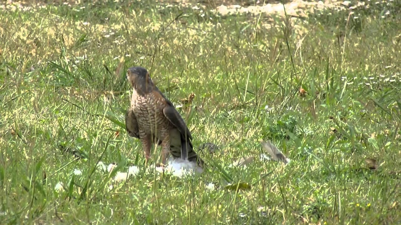 Hawk Takes Down Dove - Hawk vs. Dove - YouTube