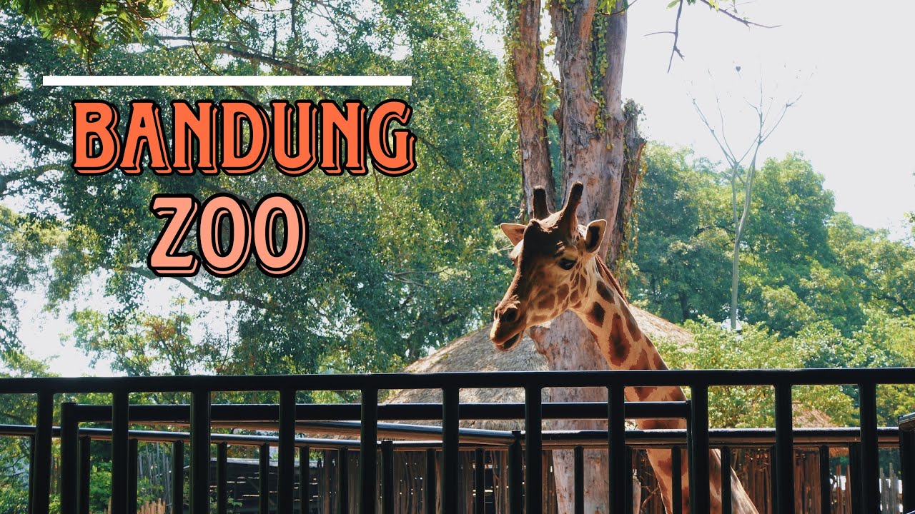 Bandung Zoo 🦁 - YouTube