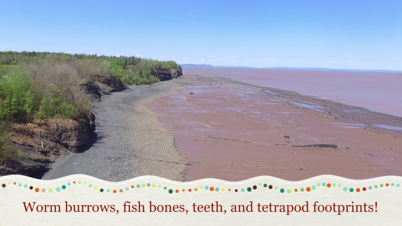 Come visit Blue Beach Fossil Museum in Nova Scotia, Canada - YouTube