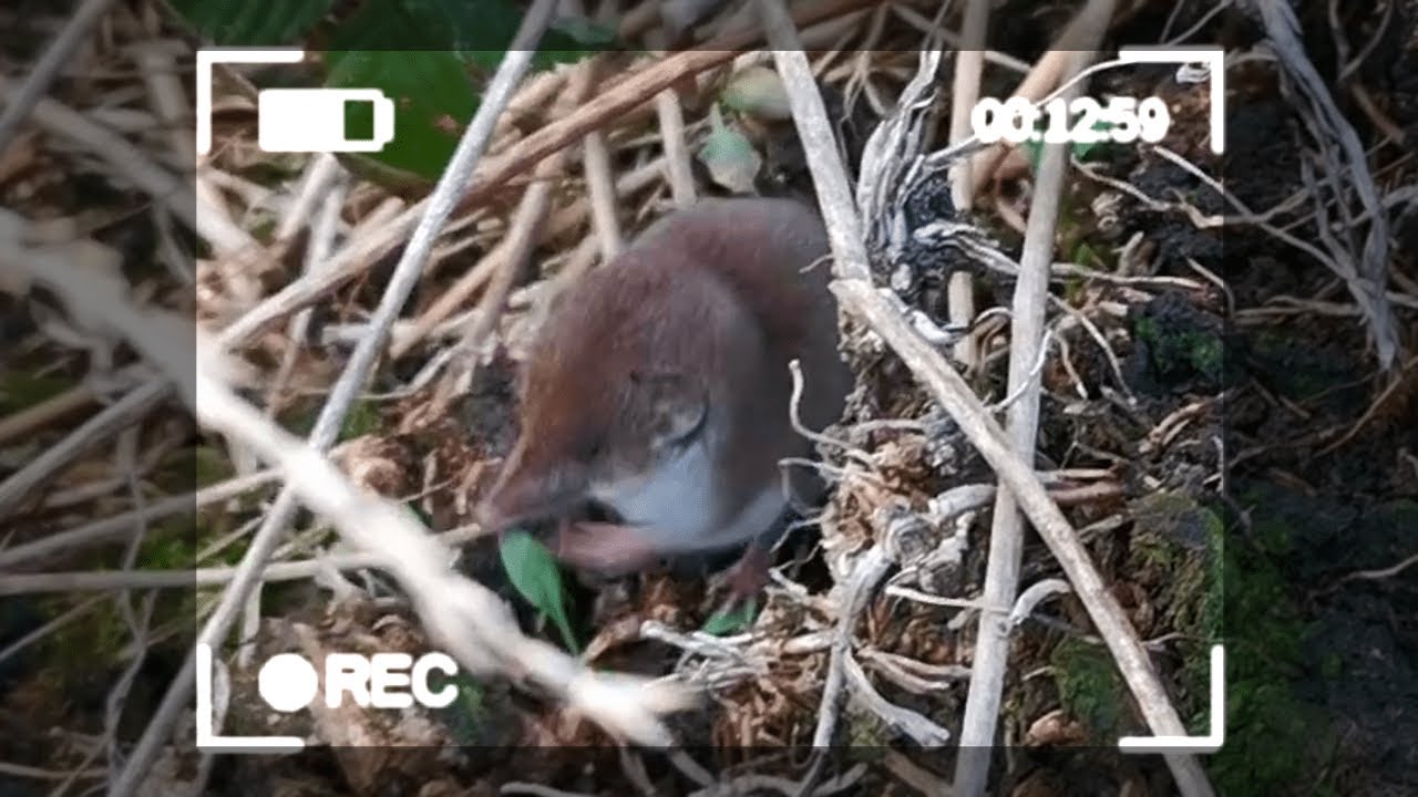 Wild Shrew Encounter - YouTube