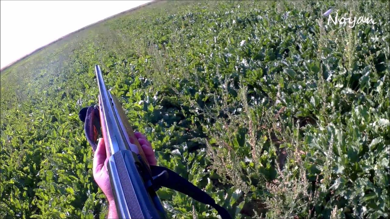 Pancar Tarlasında Bıldırcın Avımız 2016 - перепела охота,caccia quaglie ...