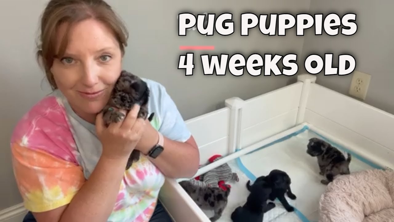 Pug Puppies are 4 weeks old - YouTube