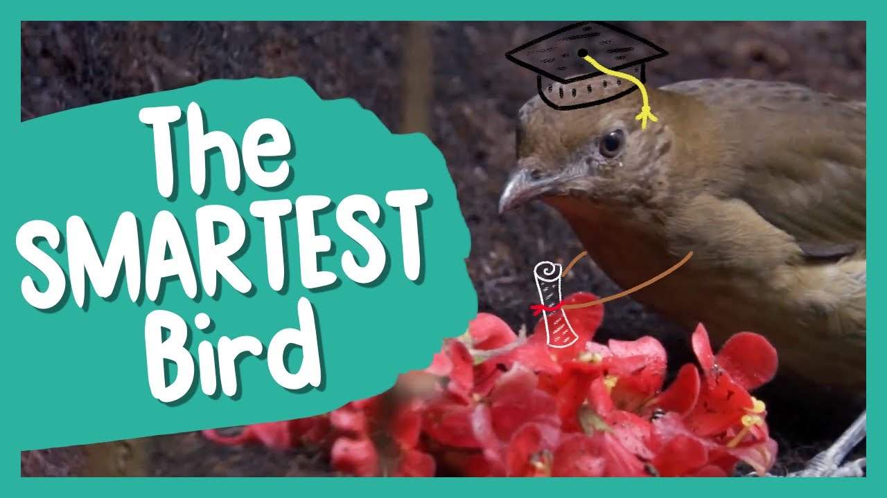 Which Is The Brainiest Bird? | BBC Earth Kids - YouTube