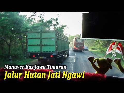 Moment Ketika Bus PO Haryanto Bertemu Bus Sugeng Rahayu Di Jalur Hutan Jati Ngawi